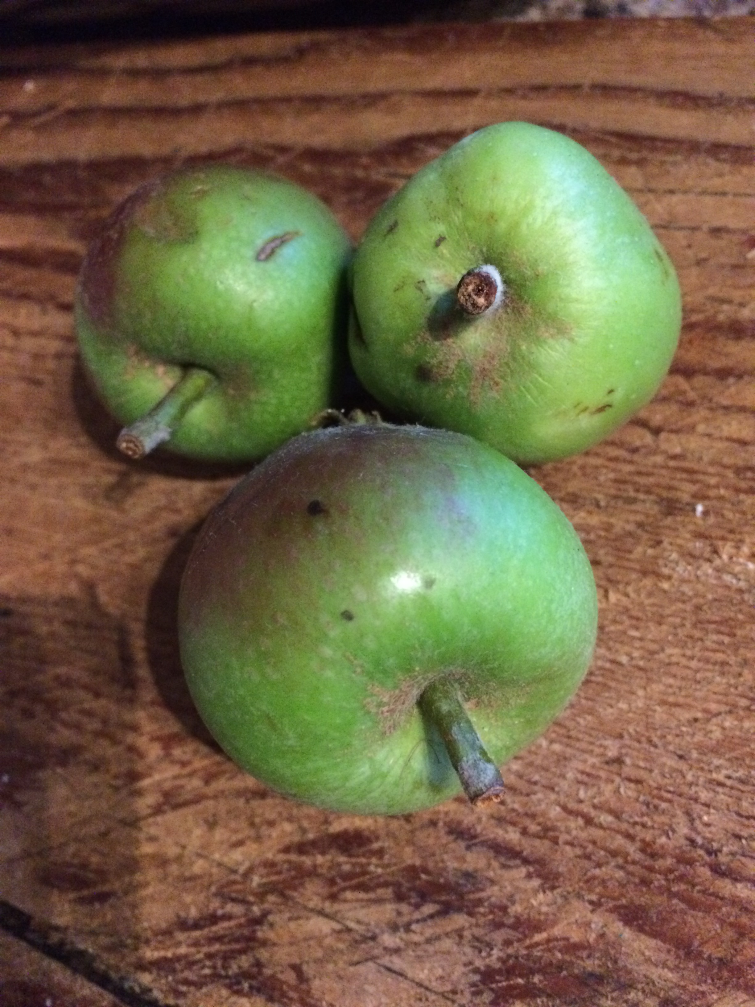 Using Unripe Windfall Apples From the Garden – EWSP Consultancy