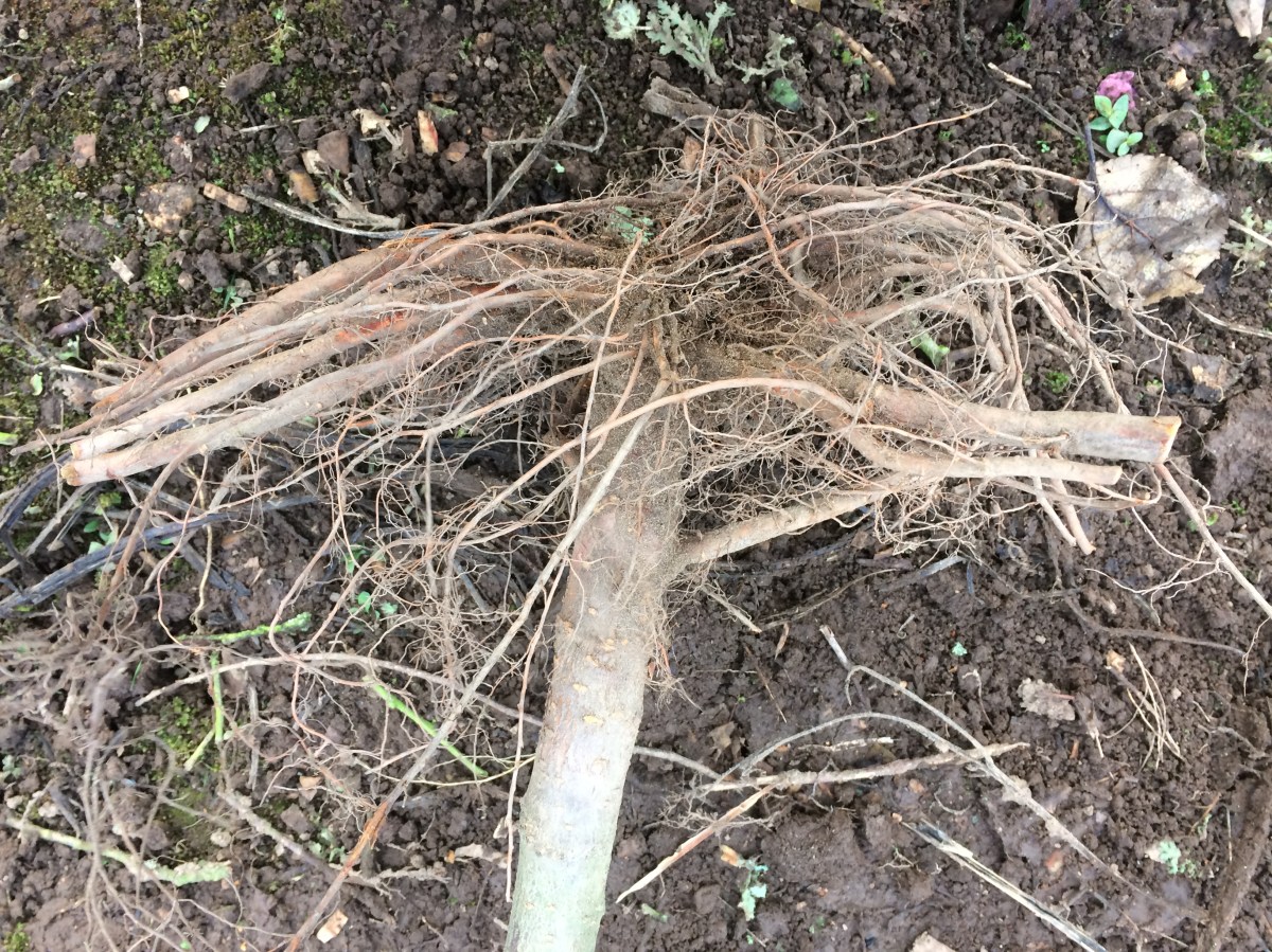 Choosing Bare Root Trees and Shrubs – EWSP Consultancy