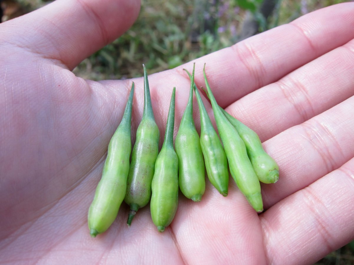 The Parts of Common Vegetable Garden Crops People Don’t Know They Can ...