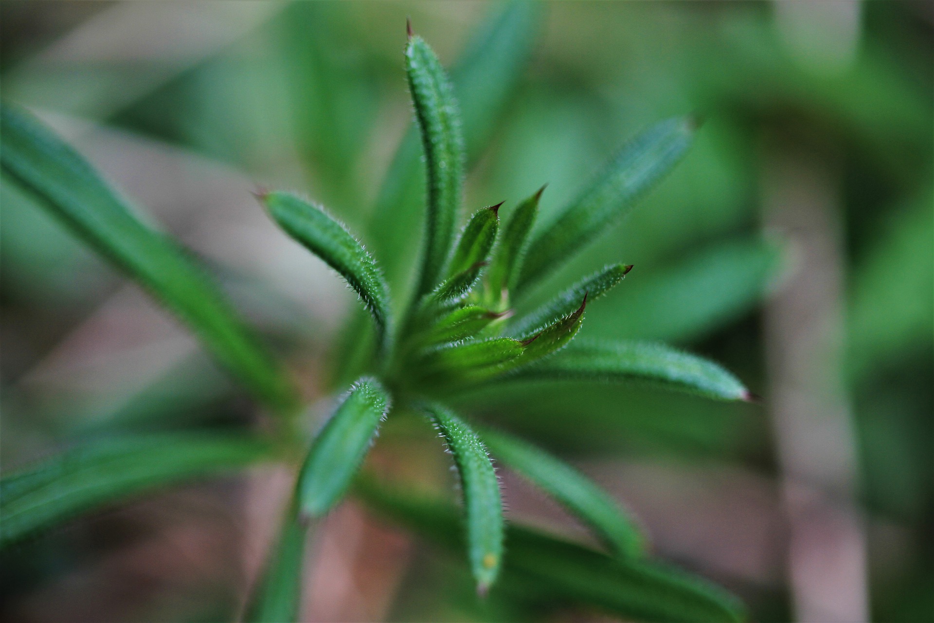 Galium Aparine – A Useful Wild Edible and Tonic Plant – EWSP Consultancy