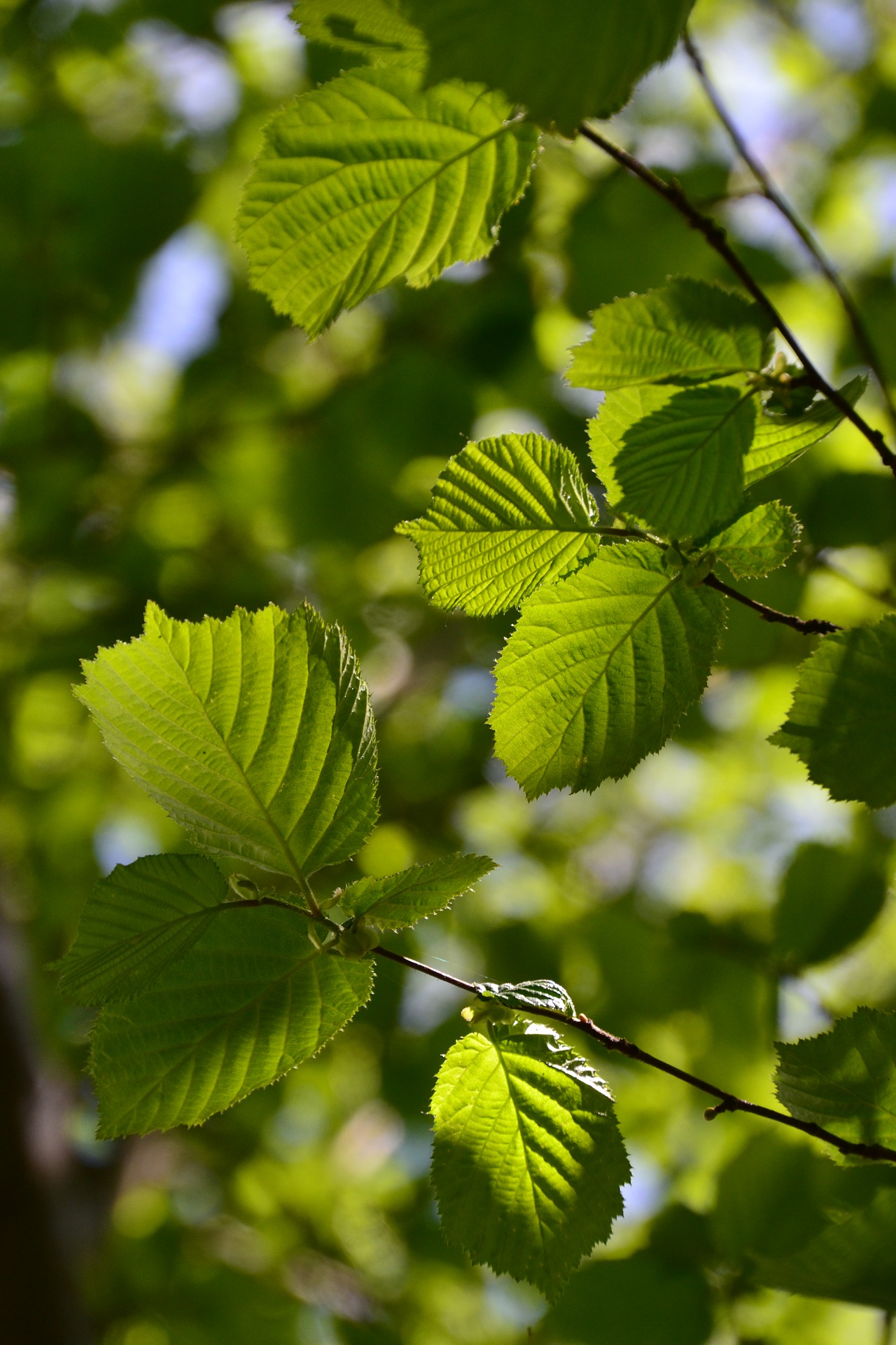 Hazel – Excellent Coppicing Trees – EWSP Consultancy