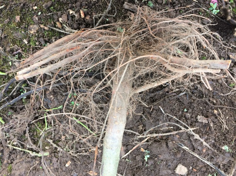 Trees and their Roles in Permaculture Designs – EWSP Consultancy